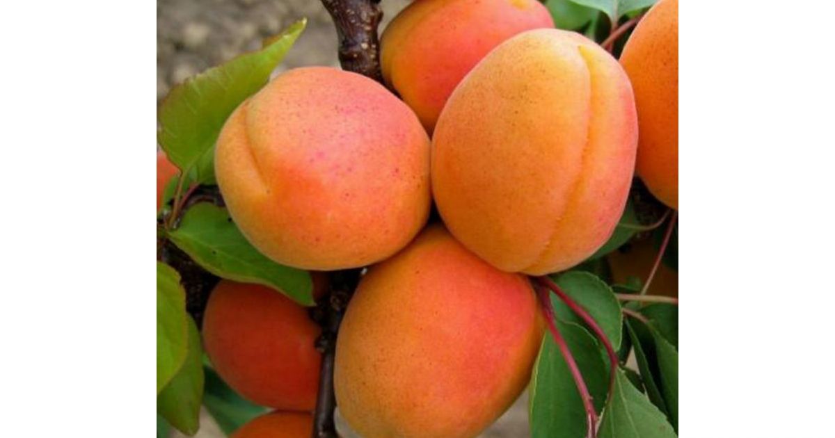 GOLDRICH MARELICA , Prodaja sadnica cijena